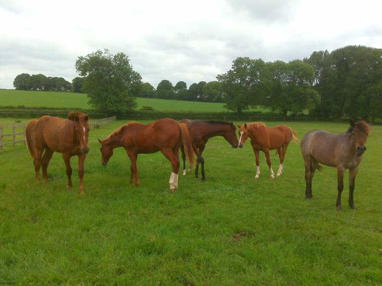 Livery - Catherston Livery Stables and Stud