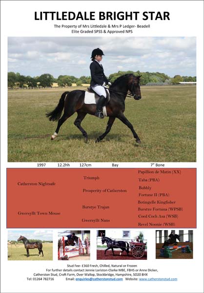 Littledale Bright Star - Catherston Livery Stables and Stud